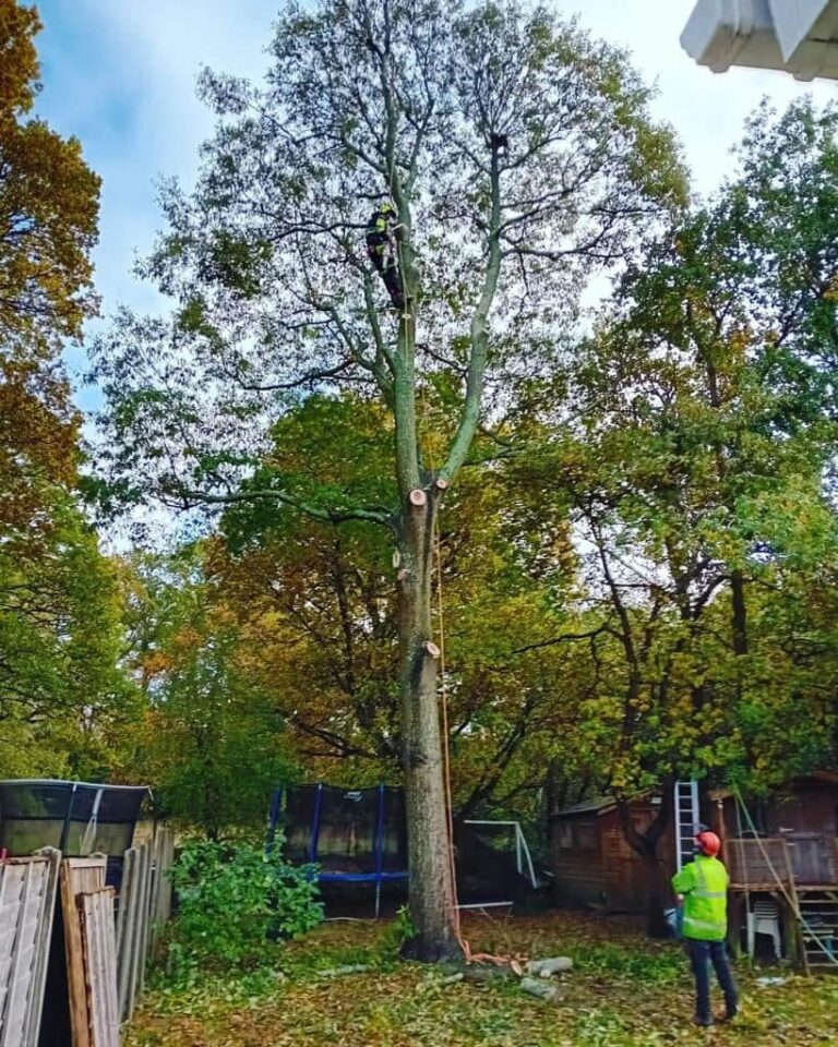 LM Tree Surgery Eastleigh - Crown Reduction in Eastleigh